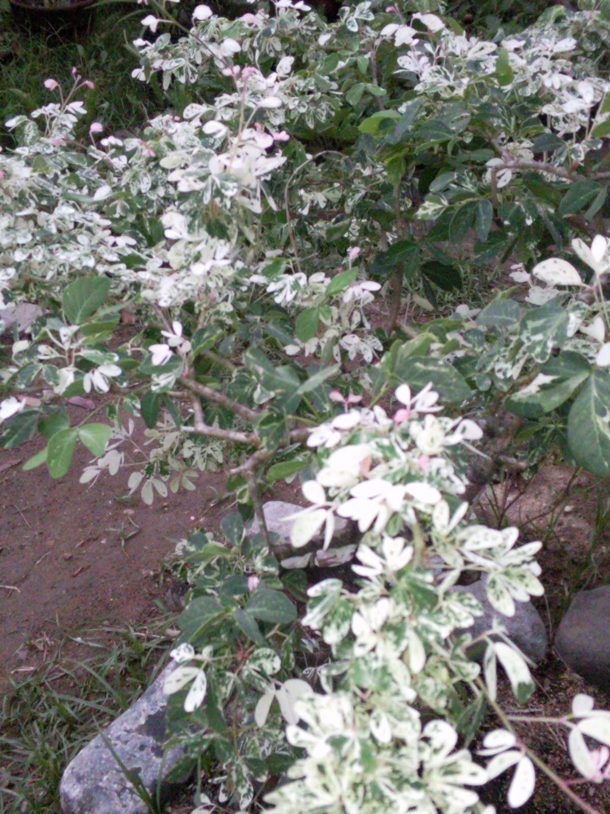 my not so secret garden . . .: Pithecellobium dulce "variegated ...