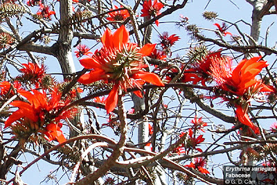 Dr. Ruta Inamdar.Nature Lover: Dr.Ruta Inamdar. Nature Lover