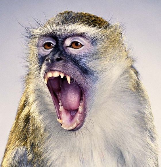 Wonderful World: Attractive & Gorgeous Monkey Models