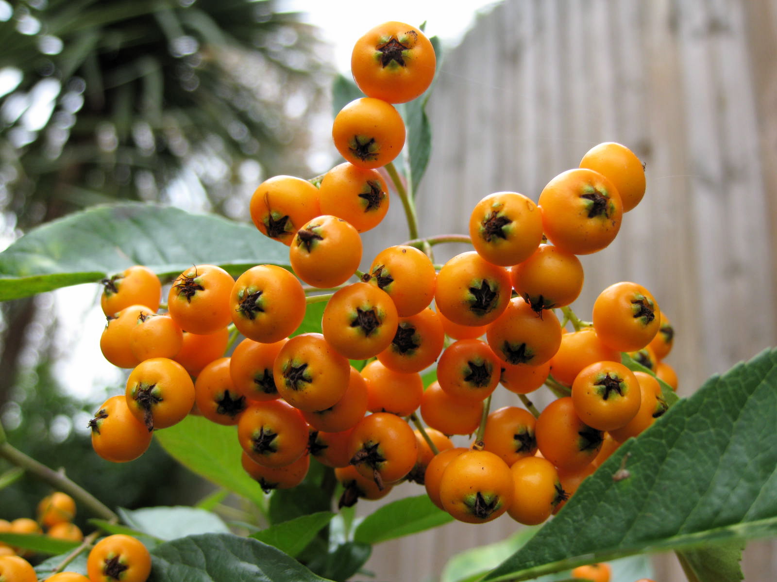 Jolly Hockey Sticks!: autumn color