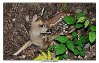 Momentos em Fotografia: Veado bebé