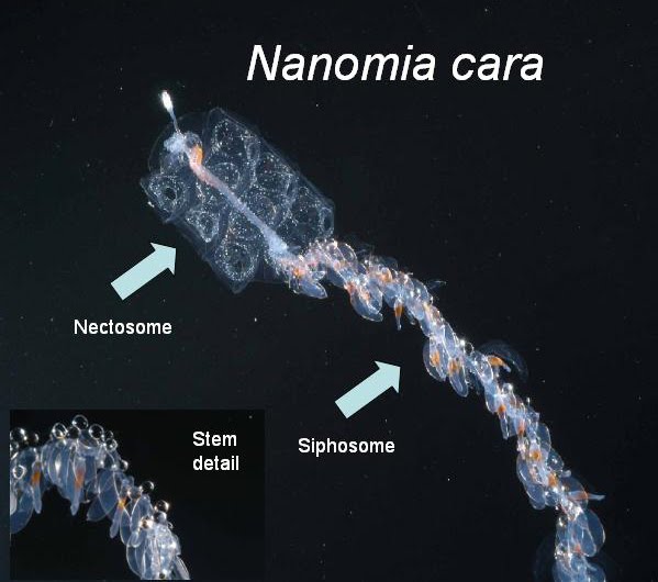 Nanomia: noviembre 2009