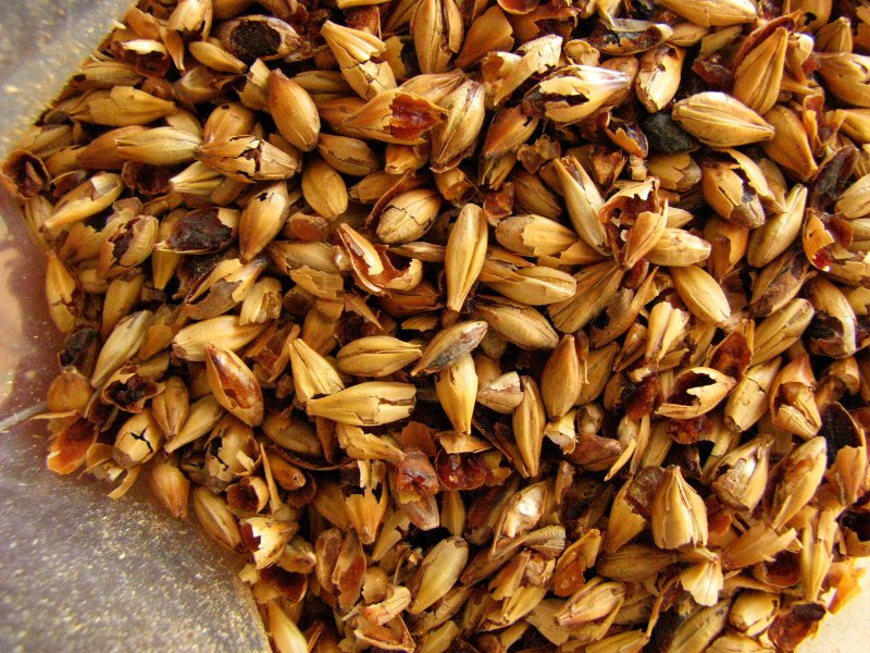 CakeWalk: Fermentation Paradiso