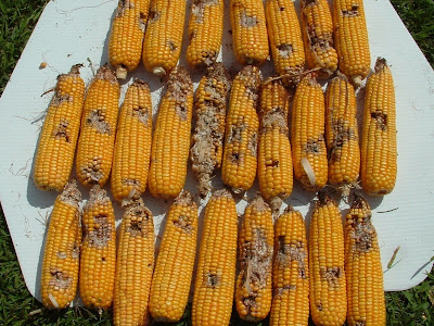 Moe's Diagnostic Centre