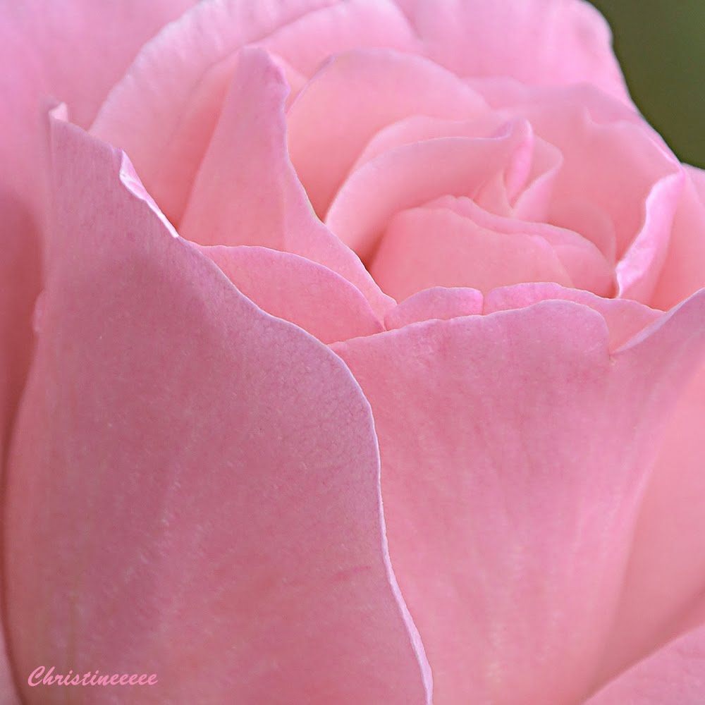Lardoise Magique Roses Roses