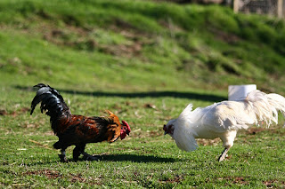 The Mina Show: The Anatomy of a Rooster Fight