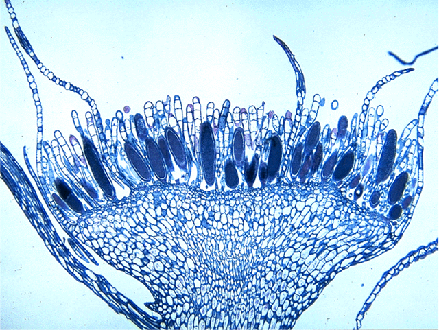 Aprendiendo Botánica