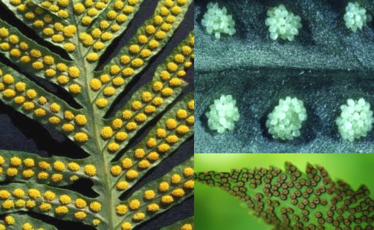 Aprendiendo Botánica