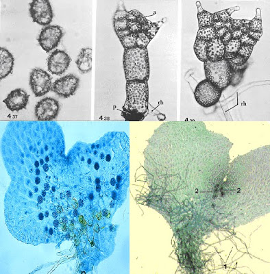 Aprendiendo Botánica: Protalo: desarrollo y estructura