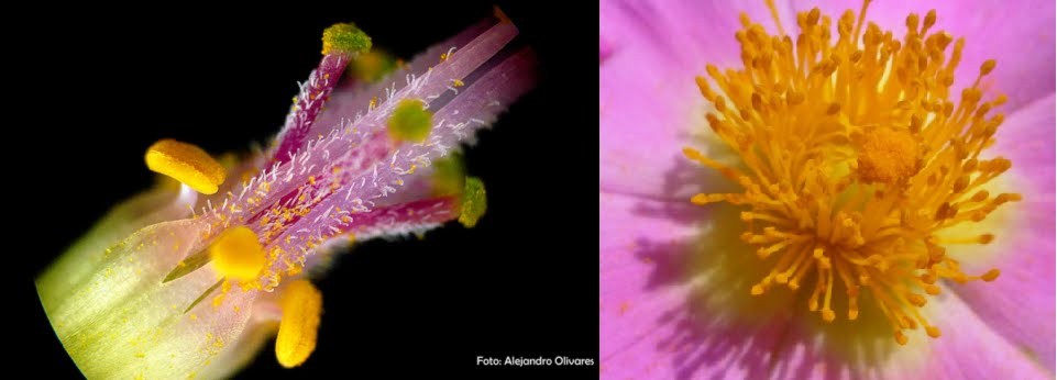 Aprendiendo Botánica