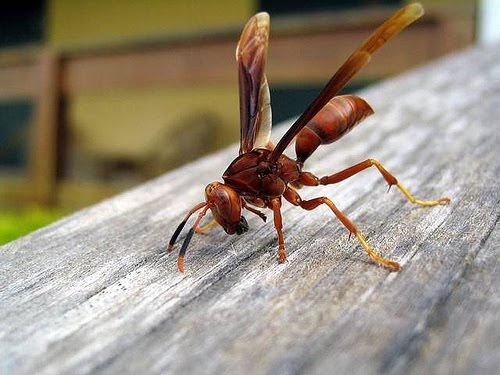Meliponário do Sertão: O Maribondo-caboclo (Polistes canadensis)