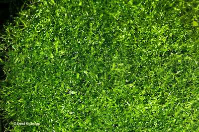 aquamax - das Weblog zur Website: Foto des Tages: Riccia fluitans, das ...