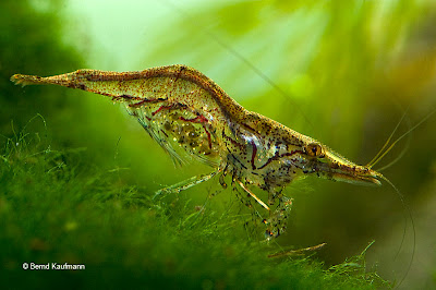 aquamax - das Weblog zur Website: Foto des Tages: Sri Lanka ...