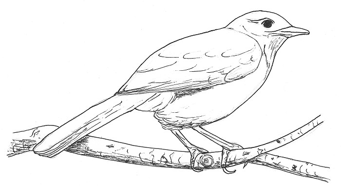 Yesterday and today: scrub jay sketch