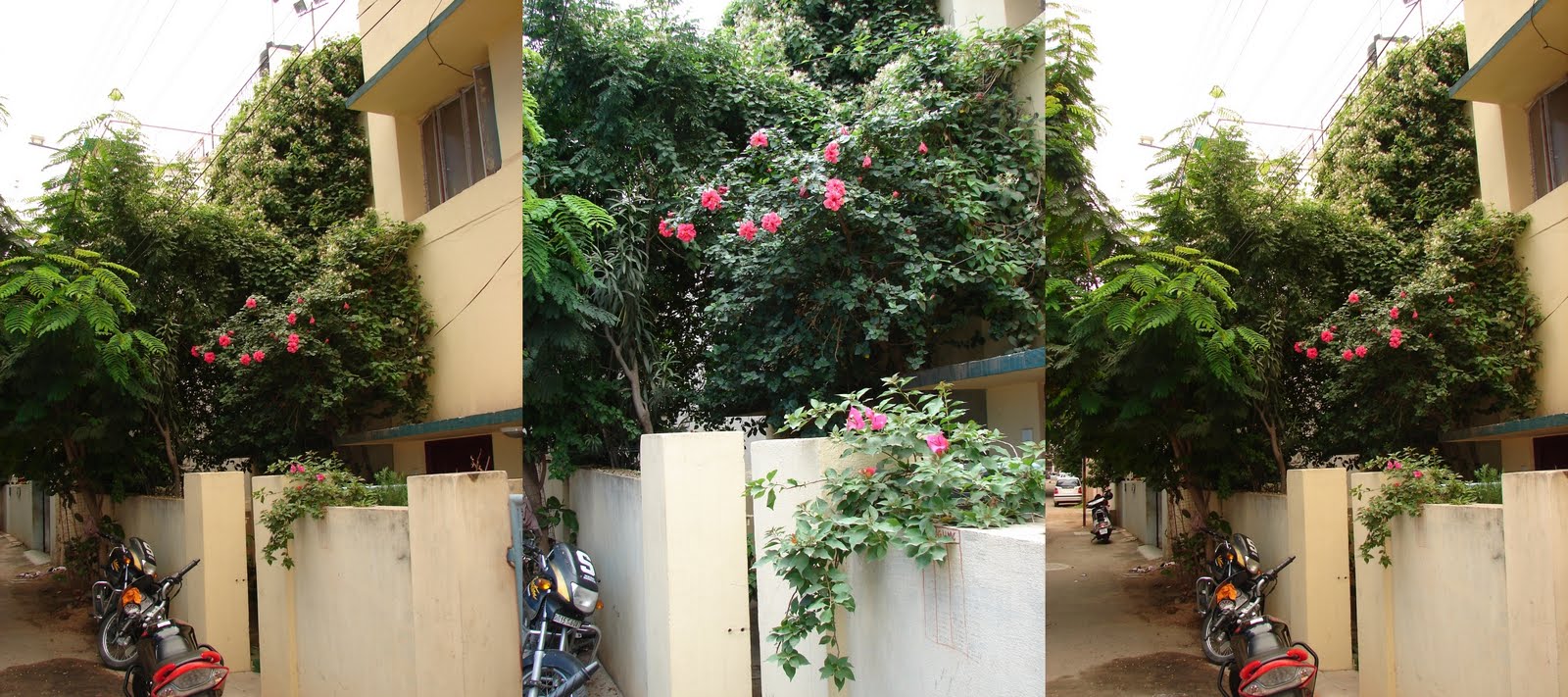 Raghu's column!: Madhavi Lata.