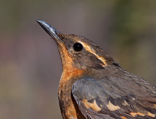 Yukon Bird Observatories: McIntyre Marsh Update - May 8 to 13