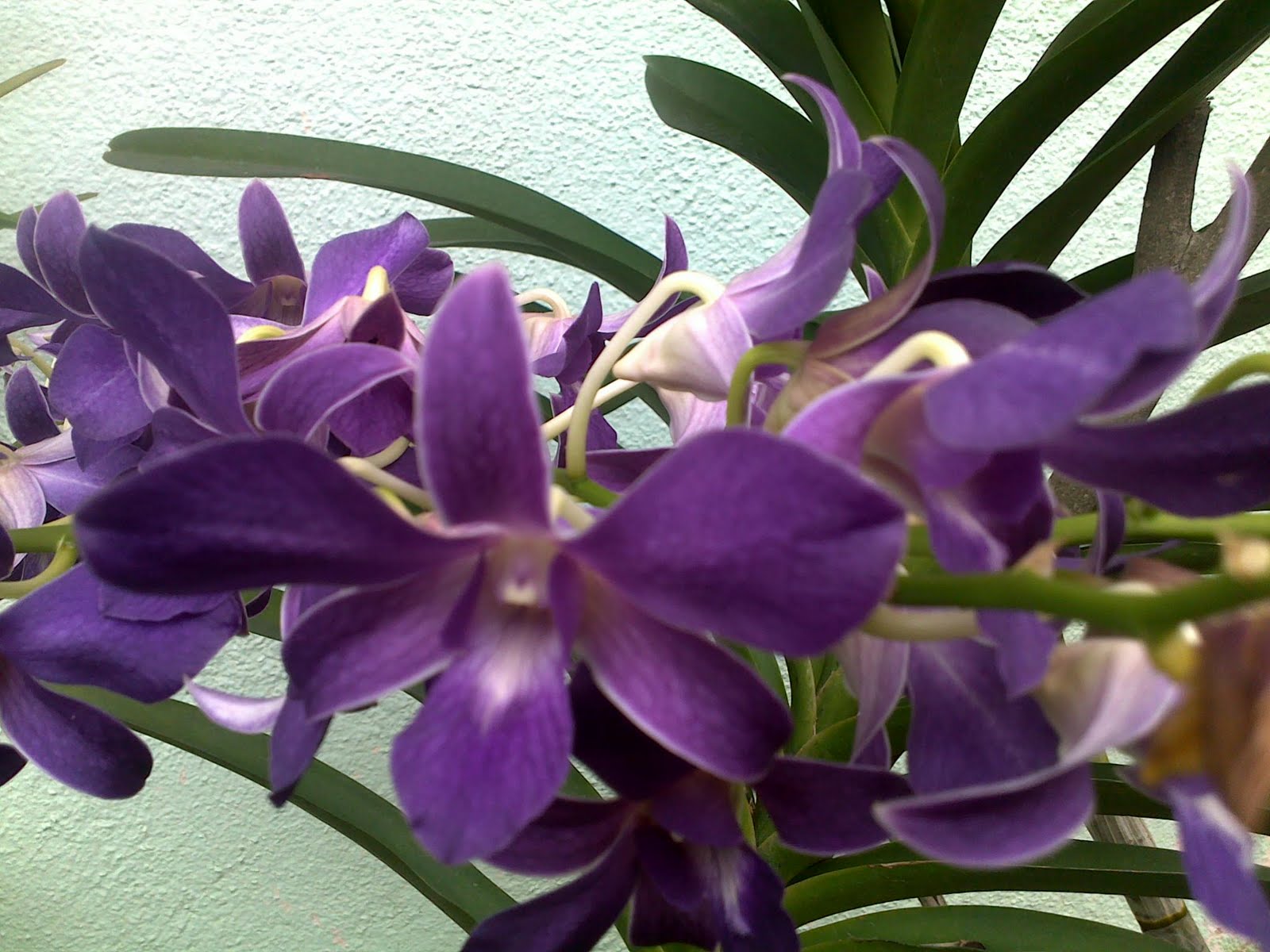 WAN'S FAMILY: MuSiM bUnGa OrKid...