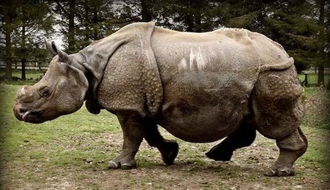 Five Unusual Armored Animals | Connecting Friends