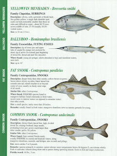 Crystal River Fishing Report: Florida Gulf Fish Identification Charts
