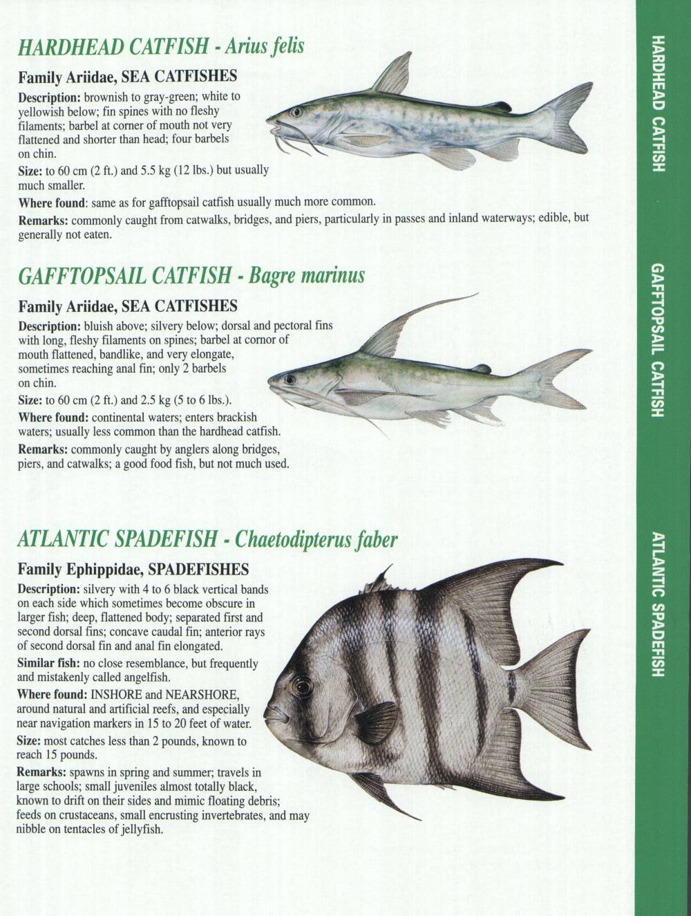 Crystal River Fishing Report: Florida Gulf Fish Identification Charts