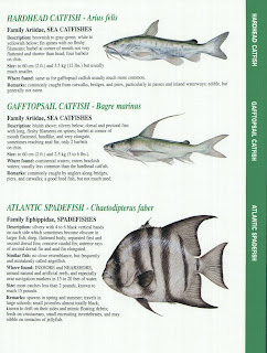 Crystal River Fishing Report: Florida Gulf Fish Identification Charts
