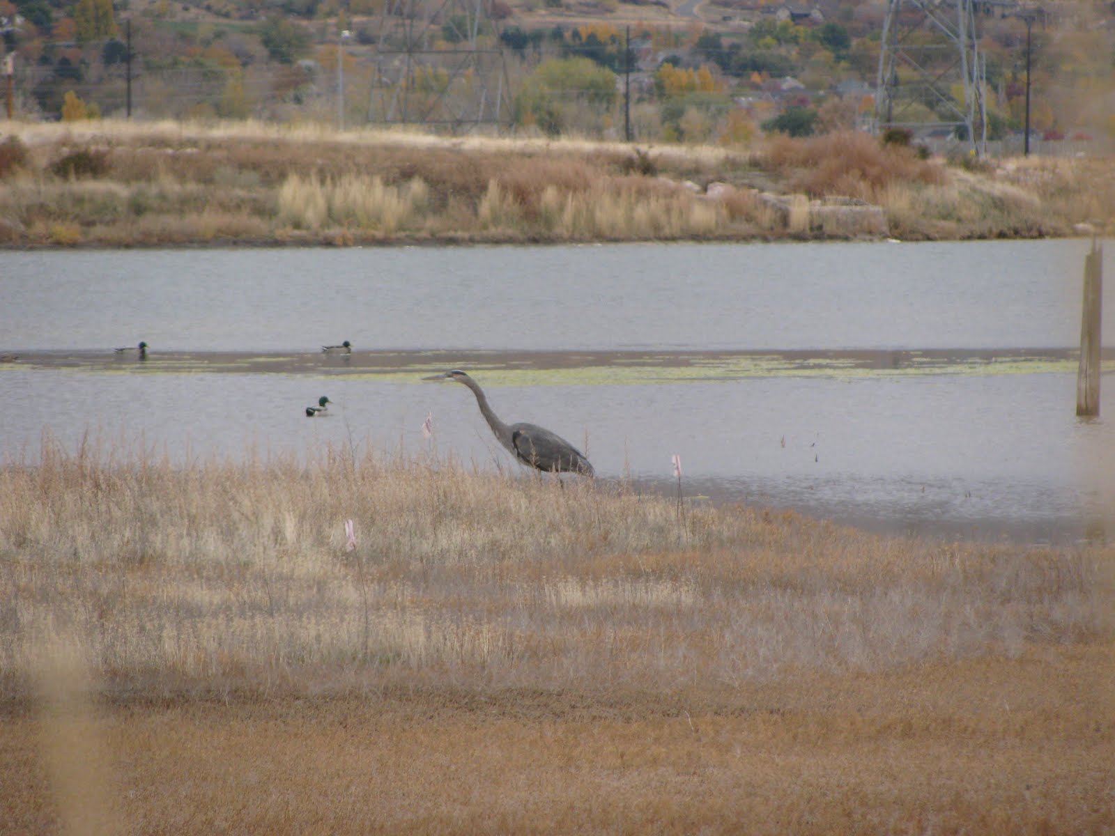 Backyard Excursions: Farmington Bay Bird Refuge