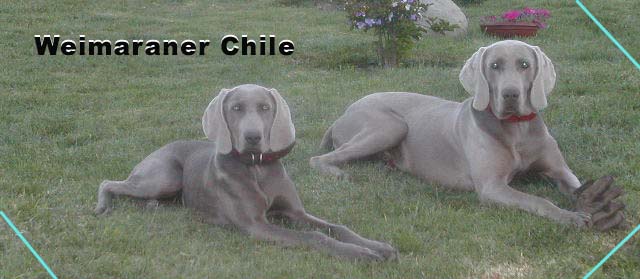 Weimaraner Chile: Perros Cuidadores