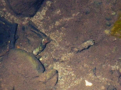 Little Swamp Creek: Caddisfly Larvae Sighting