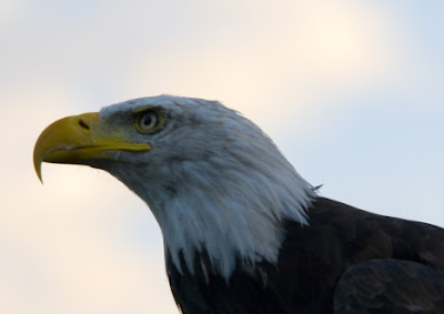 Klas 6c: De Amerikaanse arend