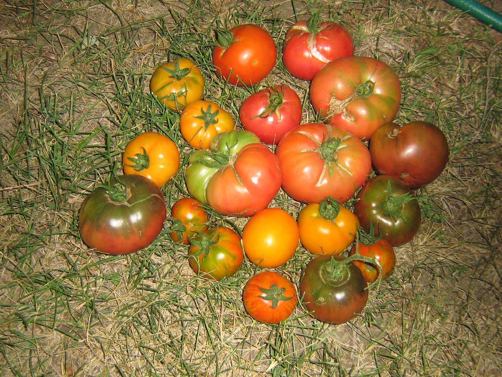 Little Green House on the Corner: Tomato Party