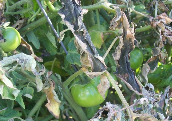 GardenerScott: A Cold Wind Blows