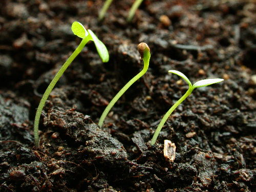 Boston Found: Homemade Seed Strips