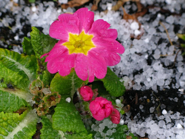 Alicia Merrett: March 2010