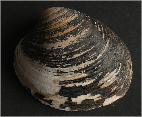 La almeja de Islandia, la especie mas longeva del planeta : Buceoactual.com