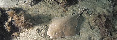 Tiburón ángel del Pacífico : Buceoactual.com