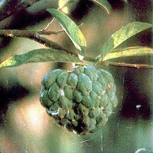 Mang Doming's Farm: Sugar Apple, Sweetsop or Ates (Atis)
