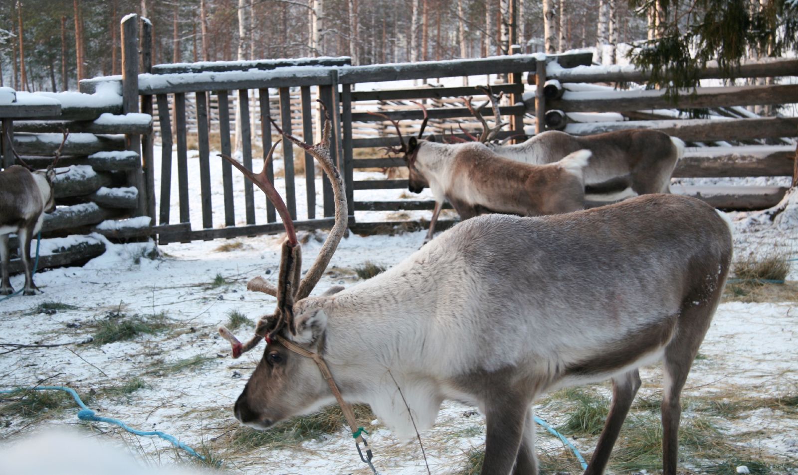 Nordic Nibbler: Reindeer Stew (Reinsdyrgryte) with Thyme Dumplings – Recipe