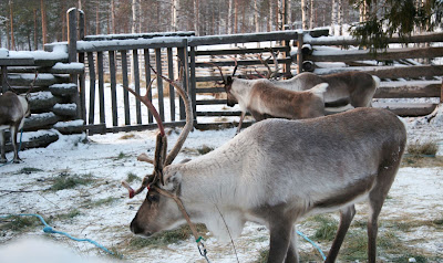 Nordic Nibbler: Reindeer Stew (Reinsdyrgryte) with Thyme Dumplings – Recipe
