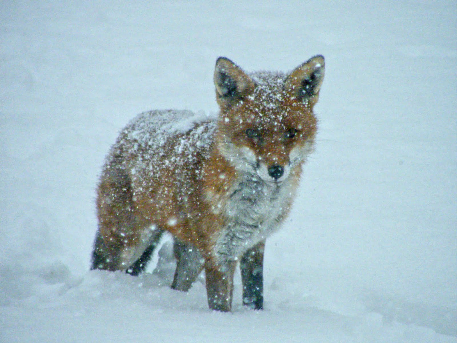 Hillingdon Wildlife: Snow fox