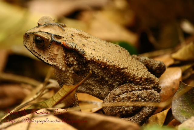 INDIA Through the Eyes of Shantanu Das: Silent Valley's Frog