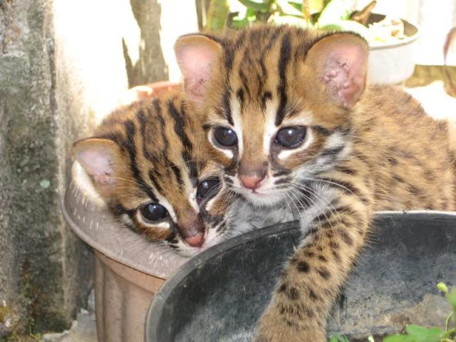 kucing hutan: Photo Album