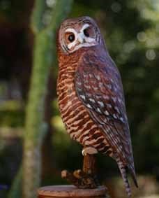 Las Aves que Viven en Chile: CONCÓN