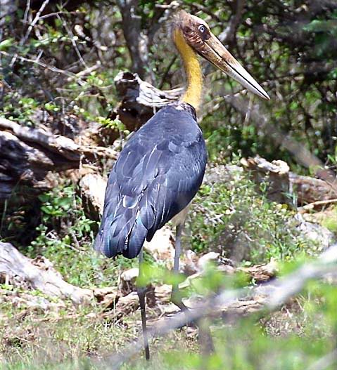 DesaTualang@Jenaris: Johor: Spesies burung botak makin pupus (Delima ...