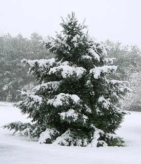 Blog of an Ancient Gardener: Deer Country 9: Two Resistant Trees