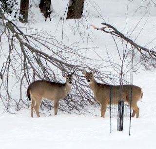 Blog of an Ancient Gardener: Deer Country Extra: Maple Loss, Deer Gain