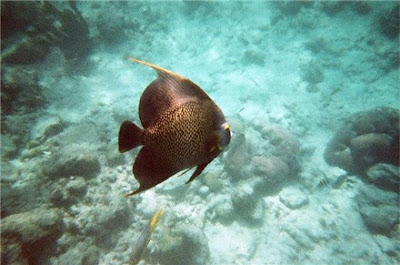 OLGA, THE TRAVELING BRA: Feeling Rummy in Aruba