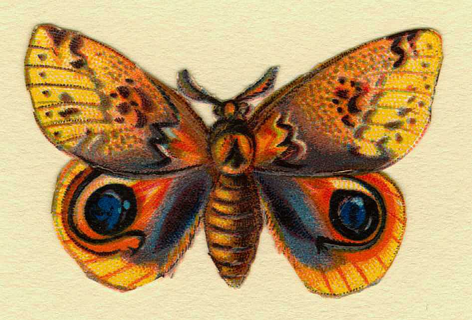 Cards Scrapbooking and Art: Free vintage butterfly images