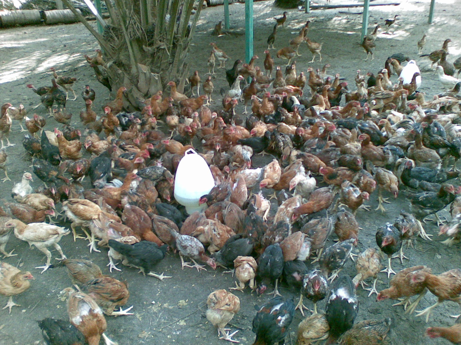 Ternakan Puyuh Den Diar farm: jalan-jalan pergi ladang ayam kampung