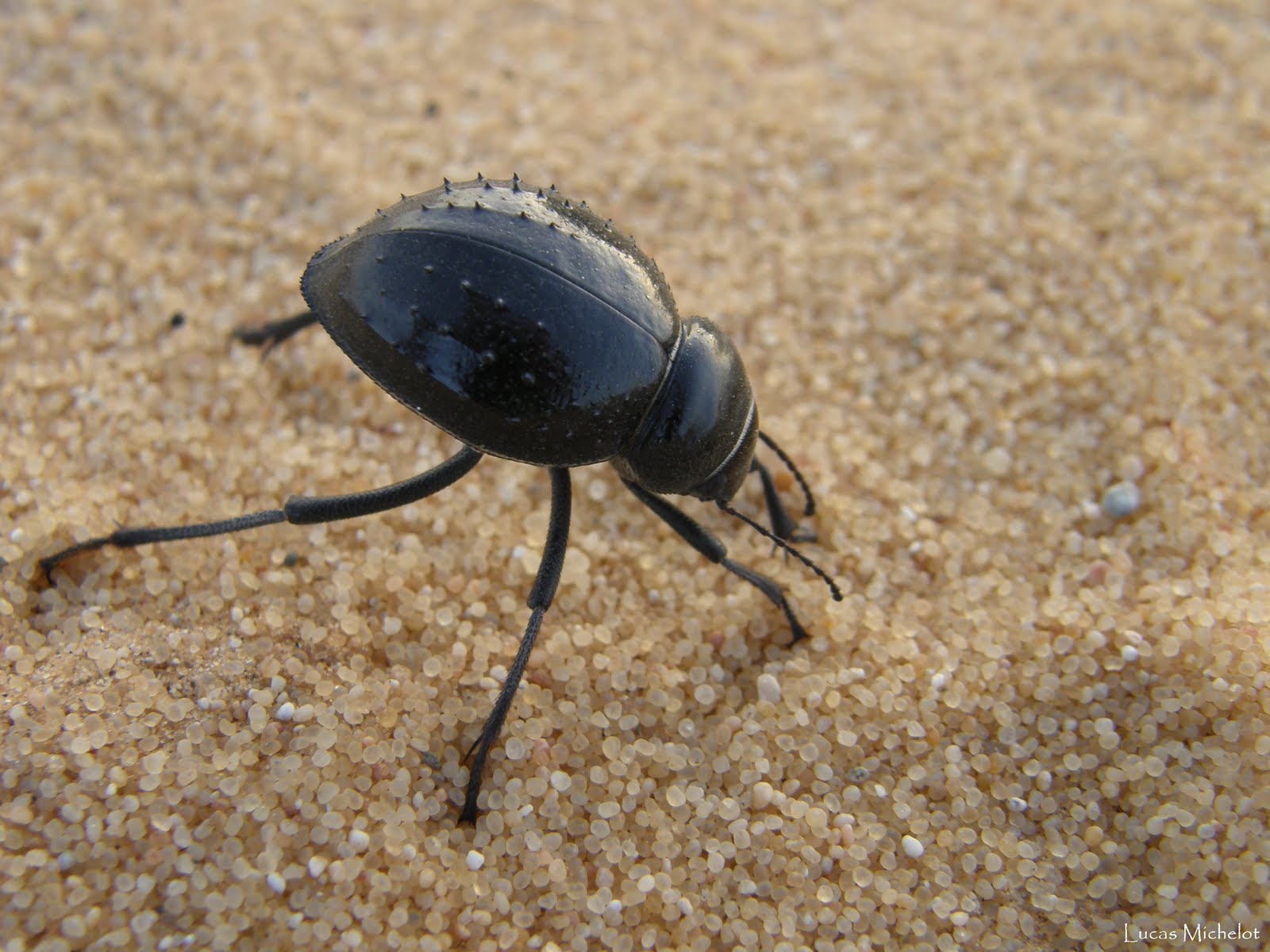Quelques images de la nature: Ténébrion
