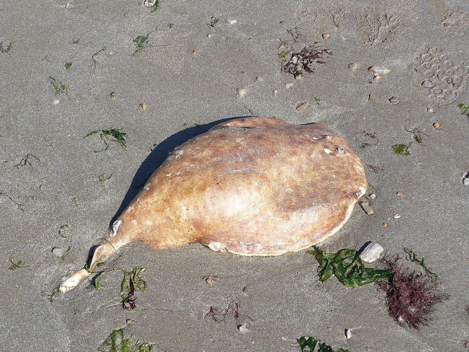 Quelques images de la nature: Torpille